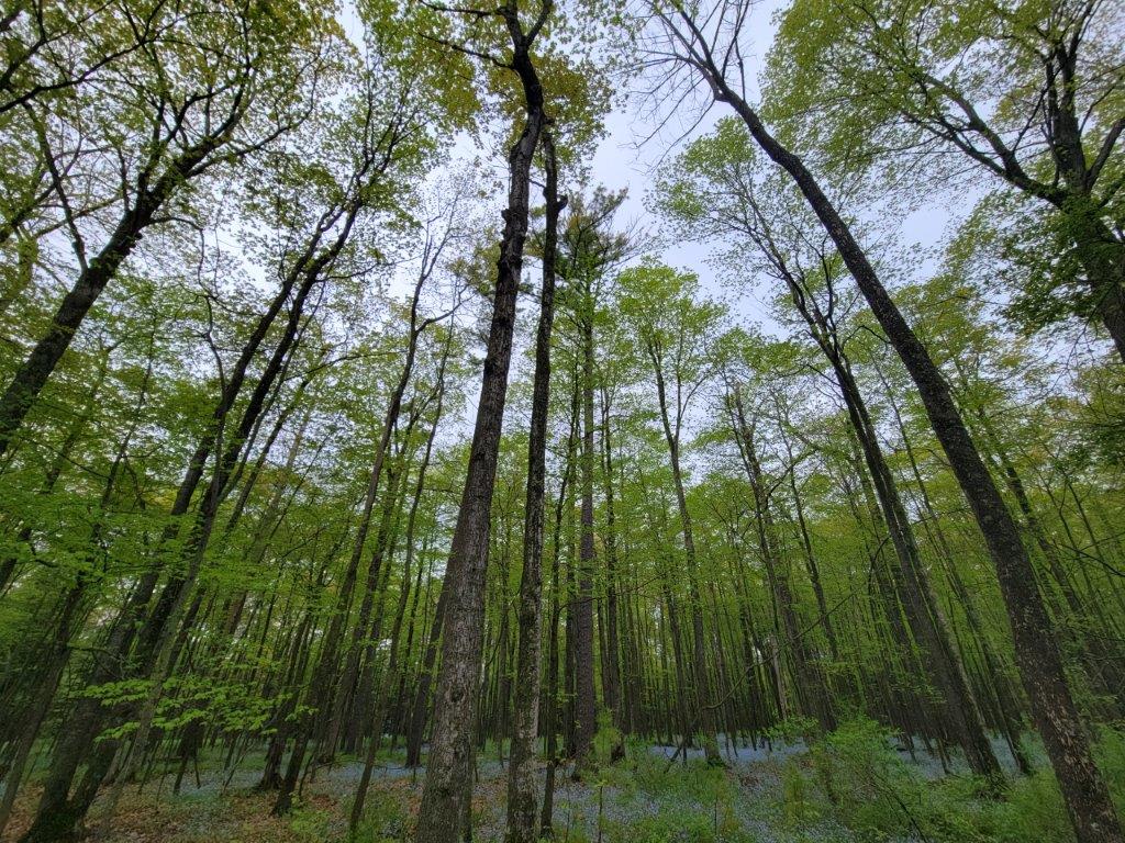 Door County: Peninsula State Park - Yellow Martha